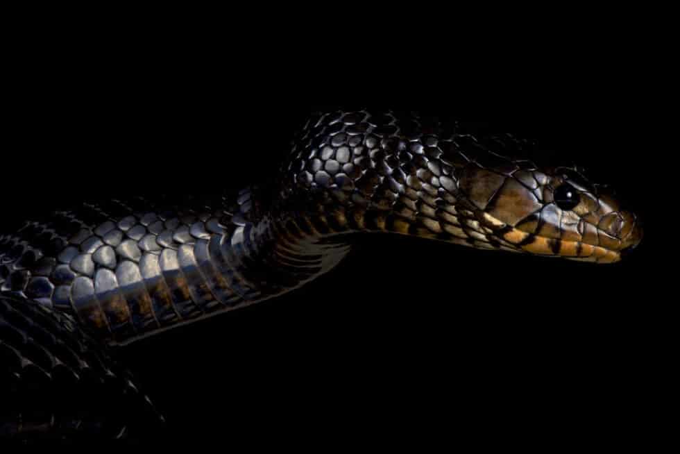 Eastern Indigo Snake Facts | Cypress AirBoat Tours